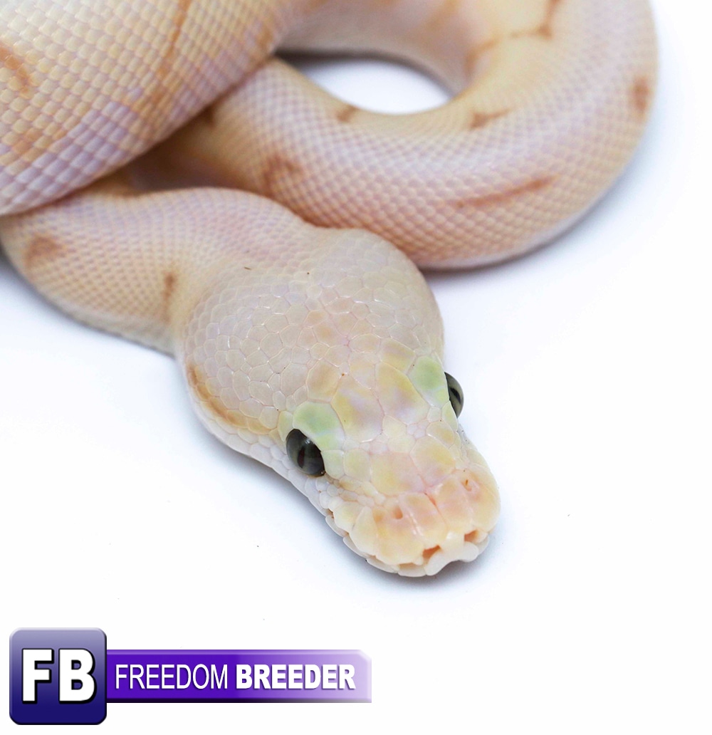 Bumblebee Pinstripe Enchi Calico Coral Glow Poss Yellowbelly Ball ...