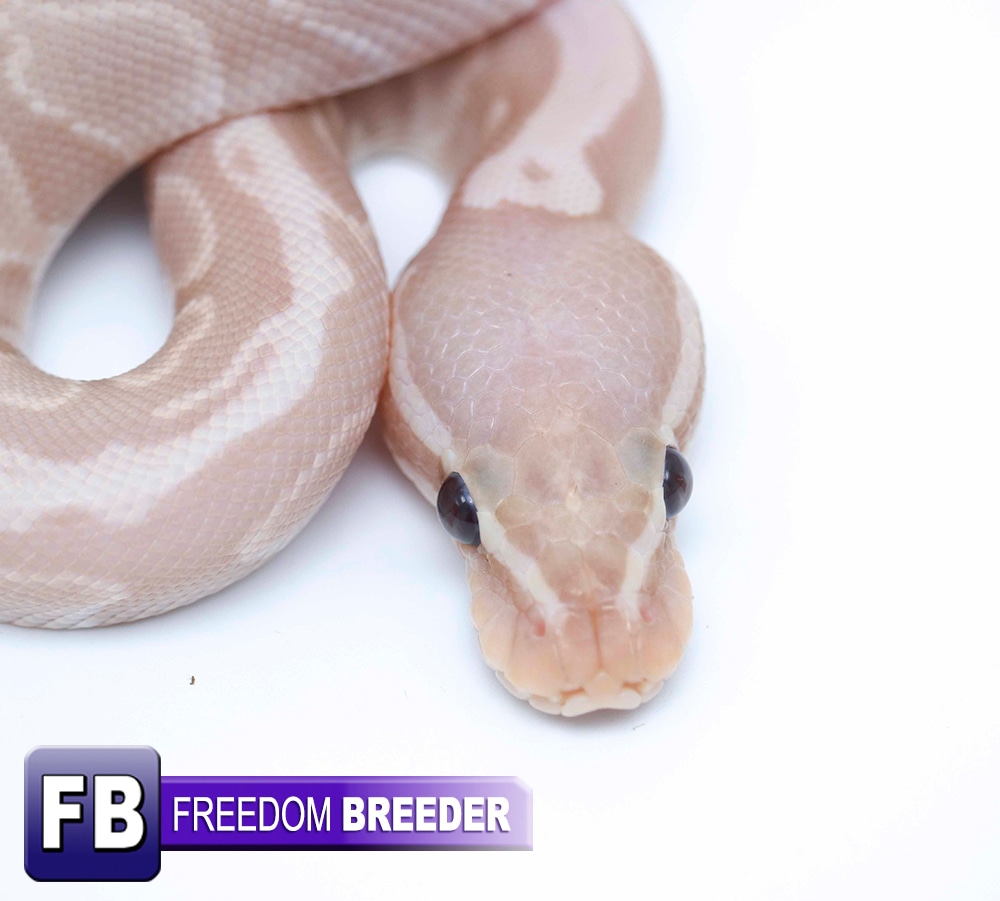 Super Coral Glow GHI Ball Python by Freedom Breeder - MorphMarket