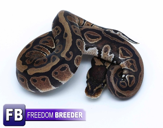 Rio Ball Python by Freedom Breeder