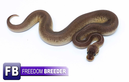 Pewter Pinstripe Calico Ball Python by Freedom Breeder