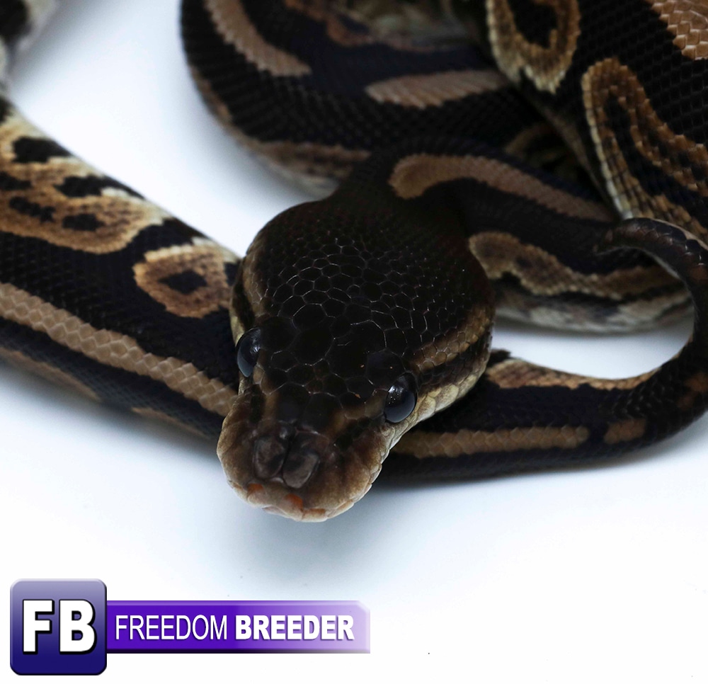 Cinnamon Nanny Ball Python by Freedom Breeder - MorphMarket