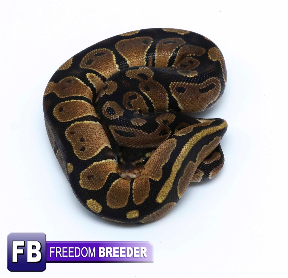 Motley Poss Het Clown Ball Python by Freedom Breeder - MorphMarket