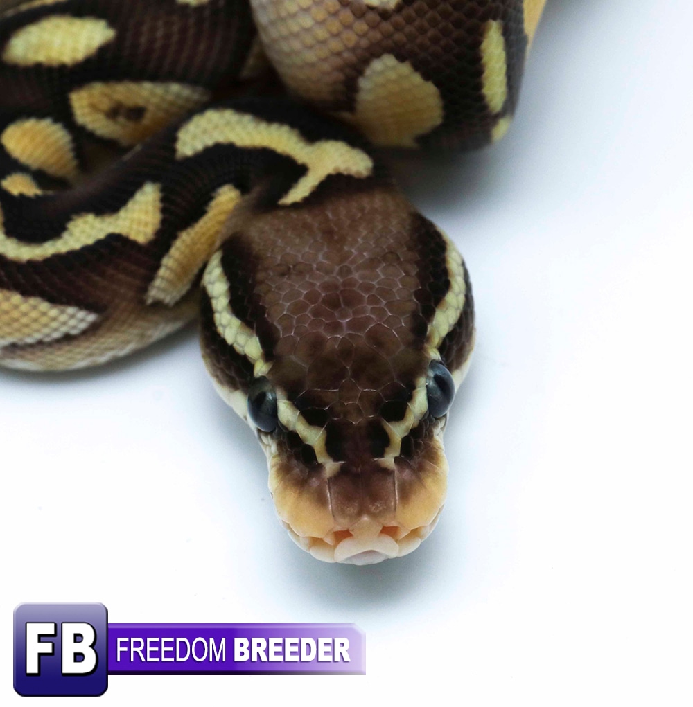 Pastel Lesser Gravel Ball Python by Freedom Breeder - MorphMarket
