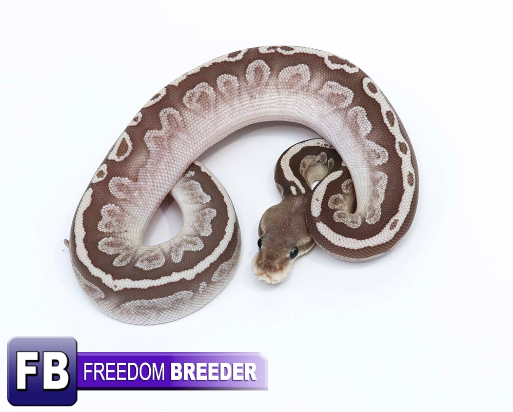 Bamboo Cinnamon Vanilla Ball Python by Freedom Breeder - MorphMarket