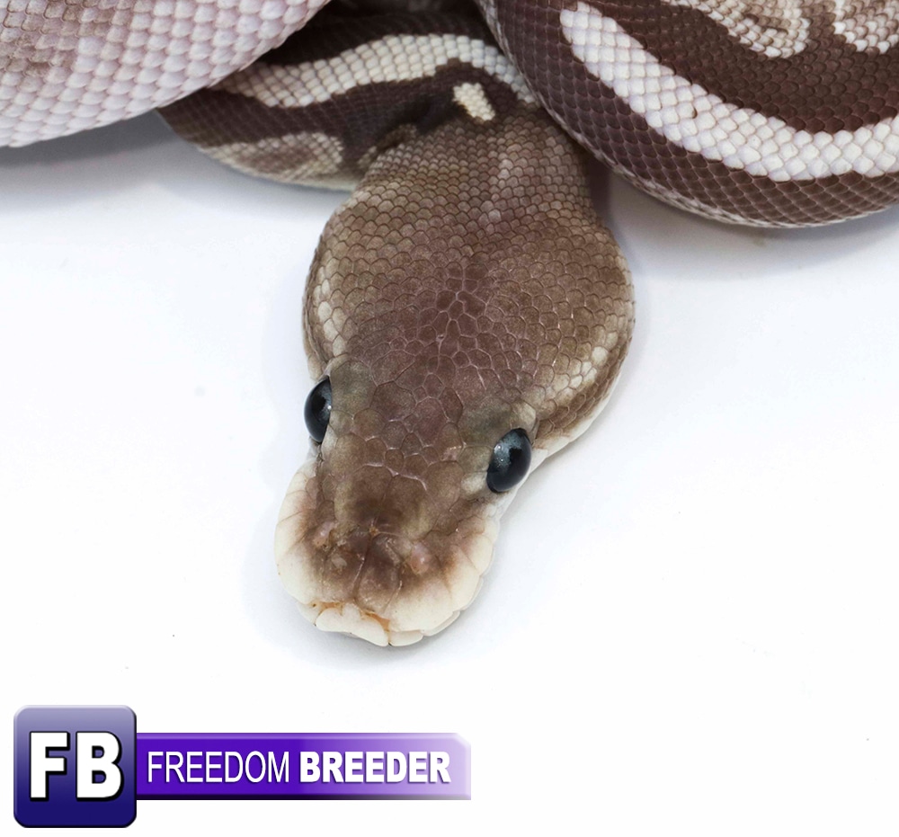 Bamboo Cinnamon Vanilla Ball Python by Freedom Breeder - MorphMarket