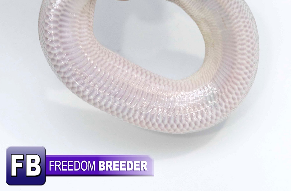 Bamboo Cinnamon Vanilla Ball Python by Freedom Breeder - MorphMarket