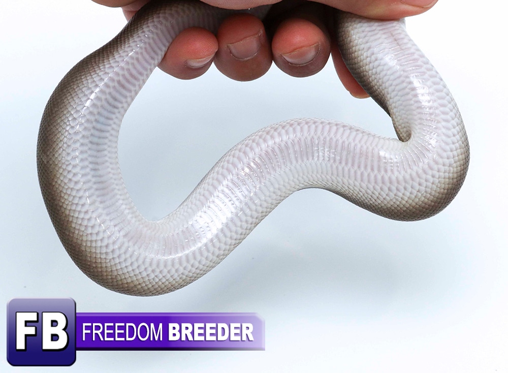 Pinstripe Cinnamon Lesser GHI Poss Spotnose Ball Python by Freedom ...