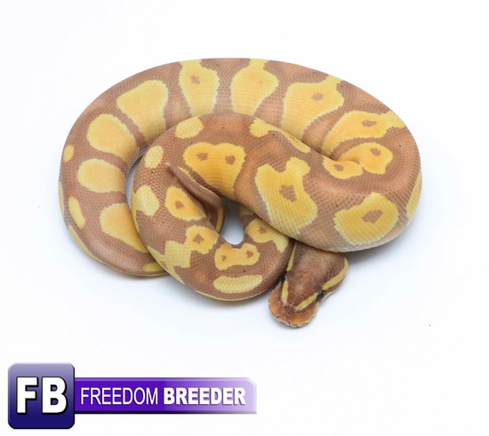 Coral Glow Blackhead Poss. Enchi Poss. Het Red Axanthic Ball Python by ...