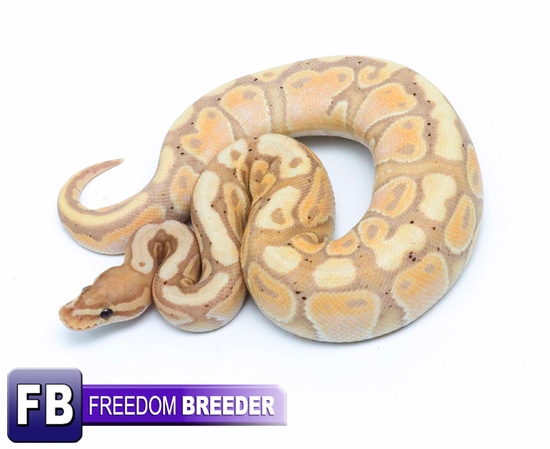 Coral Glow Het Cryptic Ball Python by Freedom Breeder