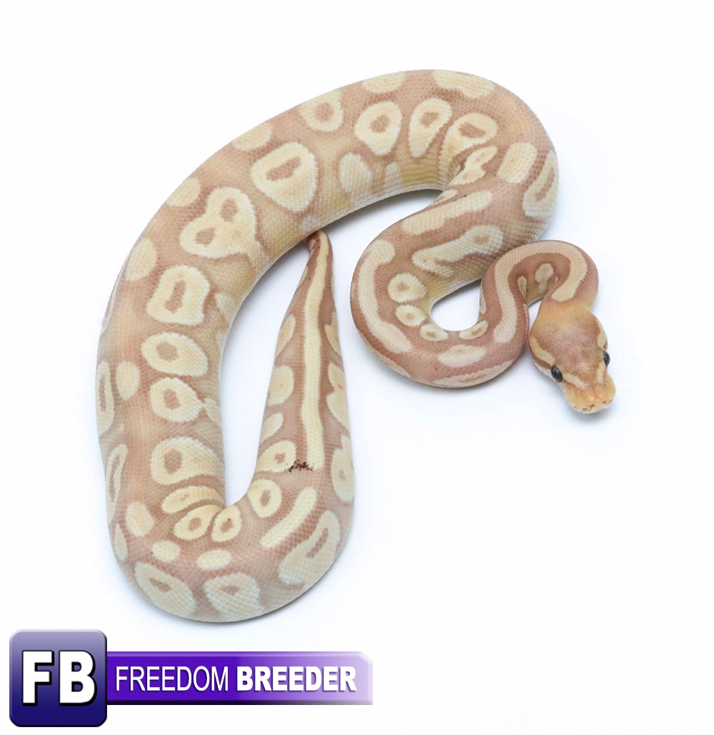 Mojave Coral Glow Het Pied Ball Python by Freedom Breeder - MorphMarket