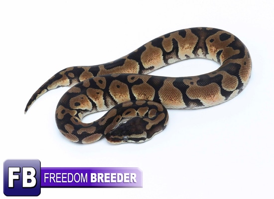 Pastel Arroyo Ball Python by Freedom Breeder