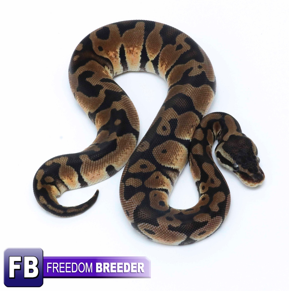 Pastel Arroyo Ball Python by Freedom Breeder - MorphMarket
