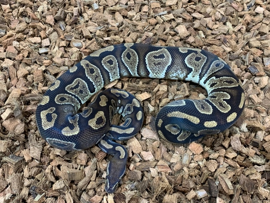 Raven Ball Python by Freedom Breeder