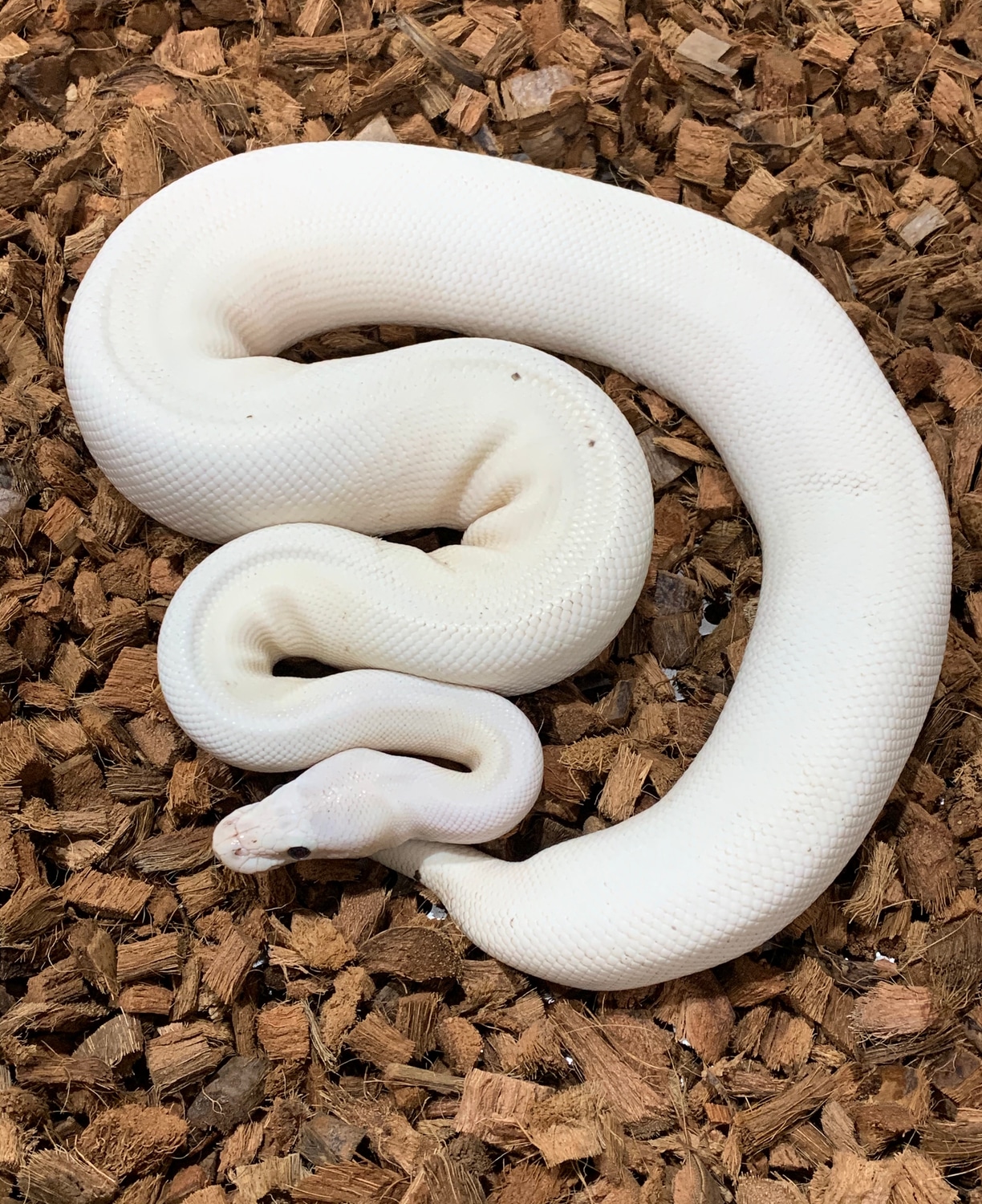 Spider Pied Ball Python by Freedom Breeder - MorphMarket