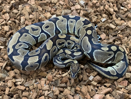100% Het Cryptic Ball Python by Freedom Breeder