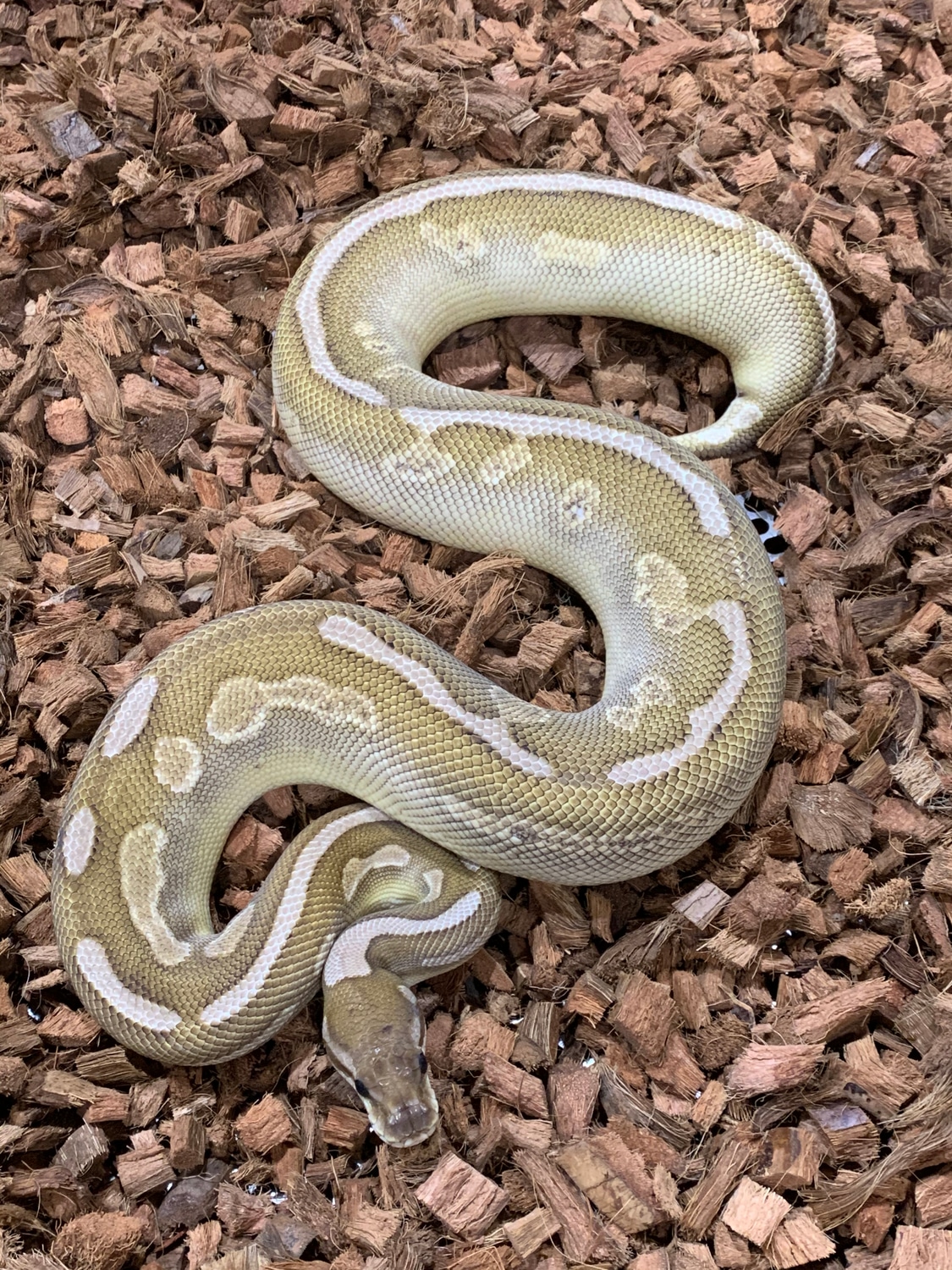 Cinnamon Special Calico Yellowbelly Ball Python by Freedom Breeder ...