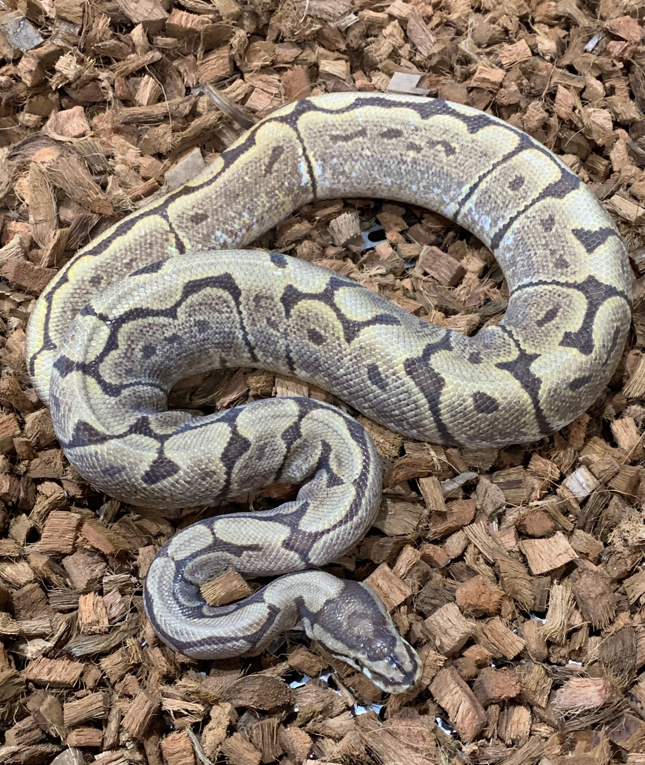 Ghi Spider Ball Python by Freedom Breeder - MorphMarket