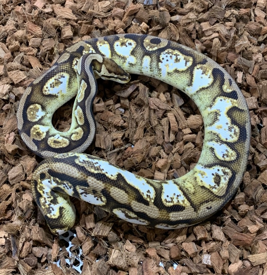 Pastel Yellowbelly Calico 100% Het Cryptic Ball Python by Freedom Breeder