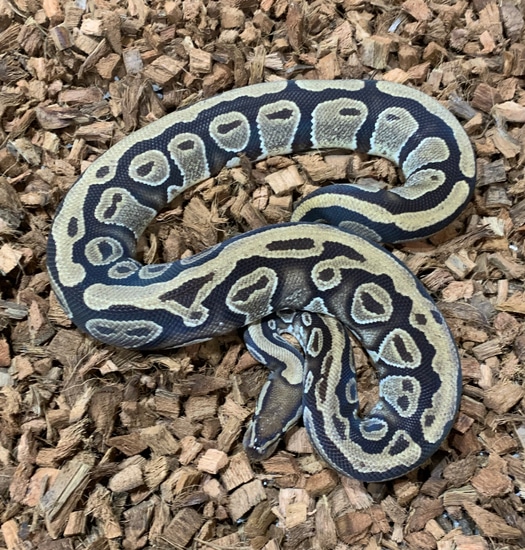 Import Ball Python by Freedom Breeder