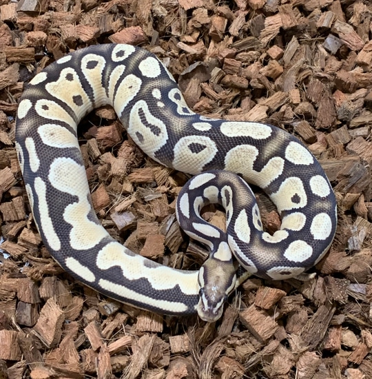 Special Fire Orange Dream Ball Python by Freedom Breeder