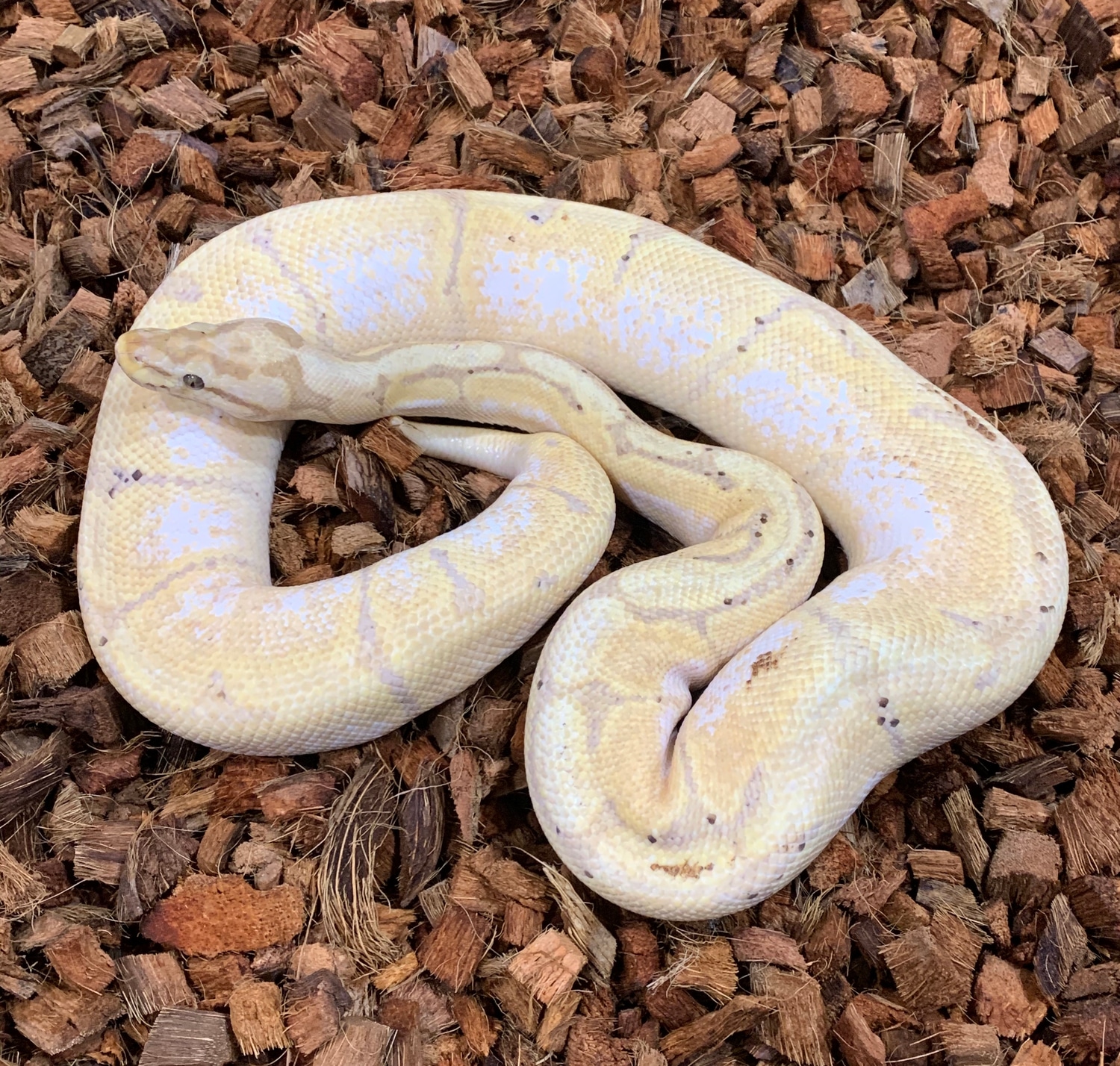 Coral Glow Spider Pos. Enchi/ Lucifer/ Yellowbelly 66% Het Pied Ball ...