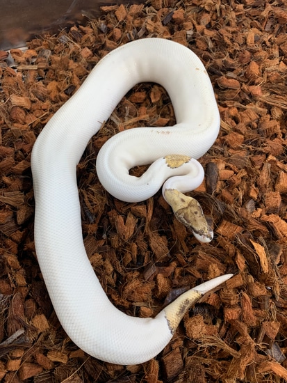 Pastel Pinto Pied Ball Python by Freedom Breeder