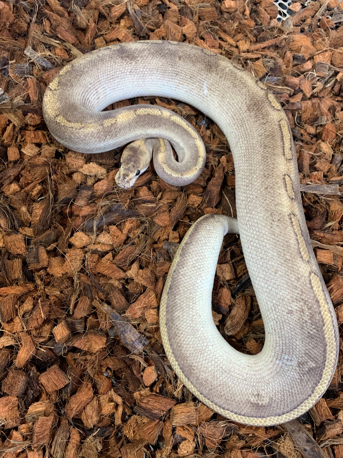 Yellowbelly Champagne Ball Python by Freedom Breeder - MorphMarket