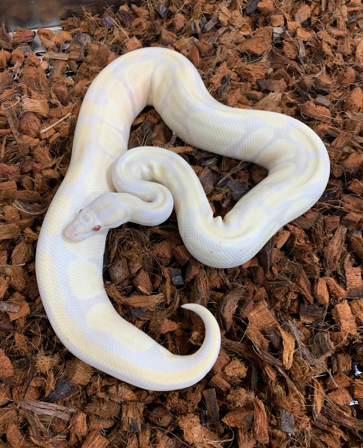 Candino Ball Python by Freedom Breeder - MorphMarket