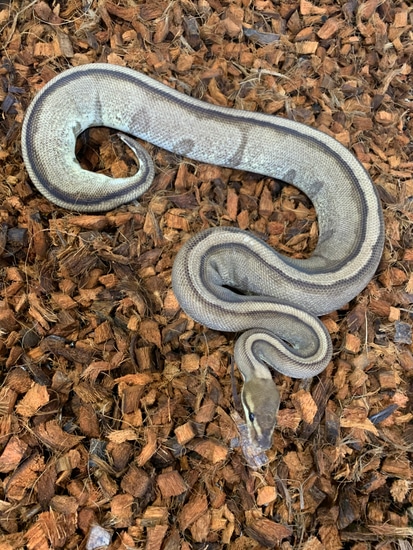Genetic Stripe Ball Python by Freedom Breeder