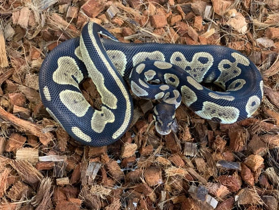 Import Ball Python by Freedom Breeder