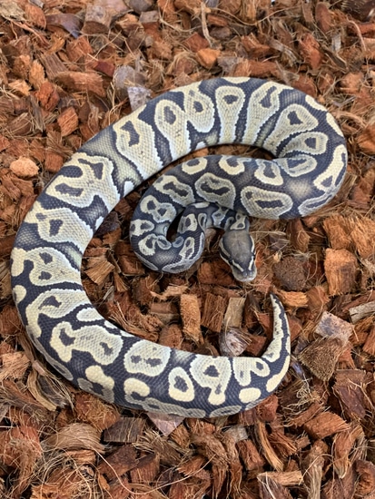 Ghost 100% Black Axanthic Ball Python by Freedom Breeder