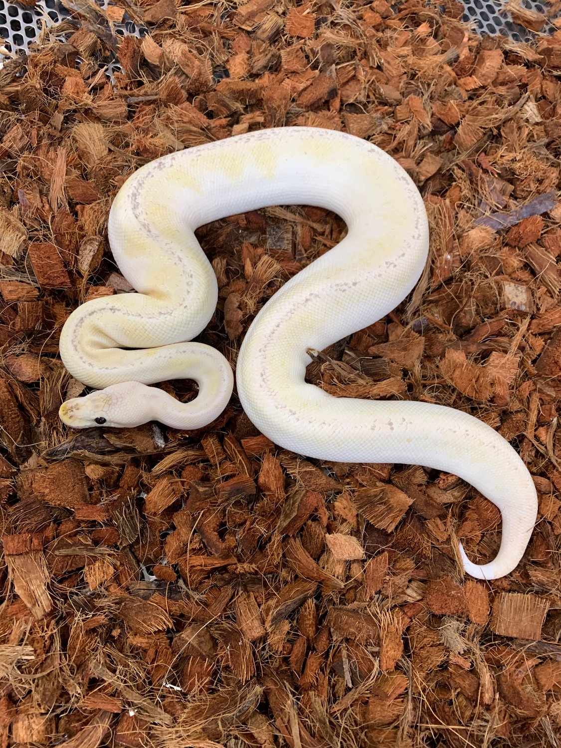 Pastel Lucifer Champagne Ball Python by Freedom Breeder - MorphMarket