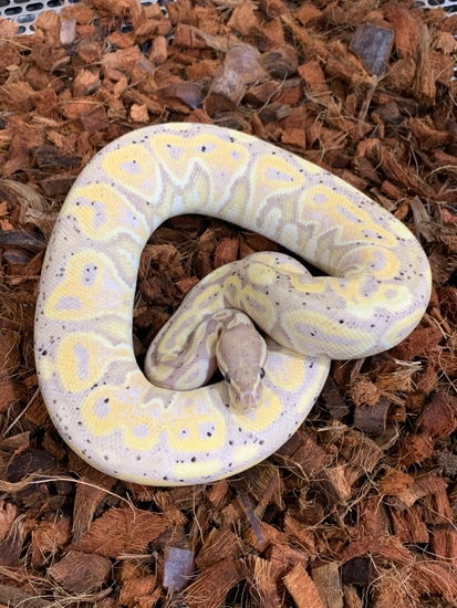 Coral Glow Het Red Axanthic Pos. Orange Dream Pos. Yellowbelly Ball ...