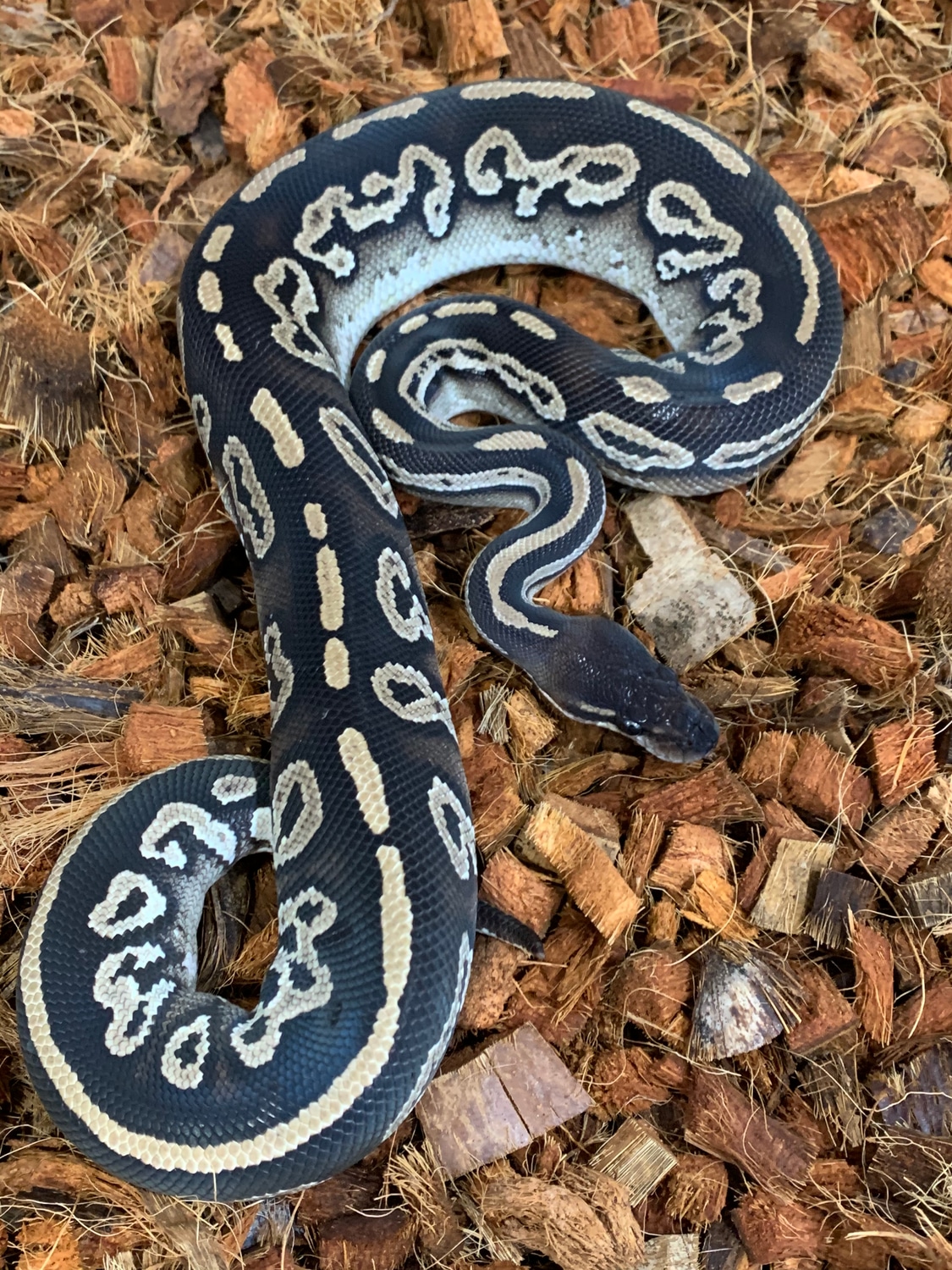 Phantom Blackhead Ball Python by Freedom Breeder - MorphMarket