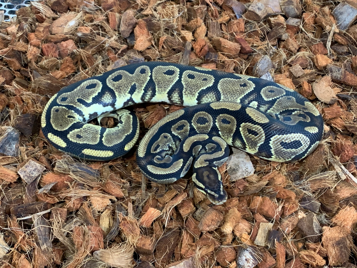 Yellowbelly 100% Het Cryptic Ball Python by Freedom Breeder - MorphMarket