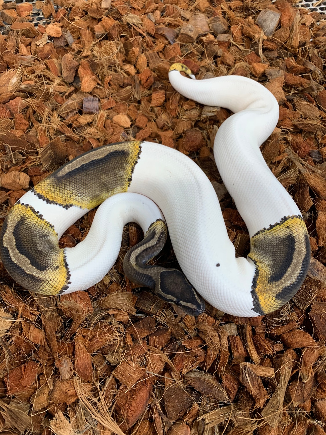 Ghi Pied Ball Python by Freedom Breeder - MorphMarket