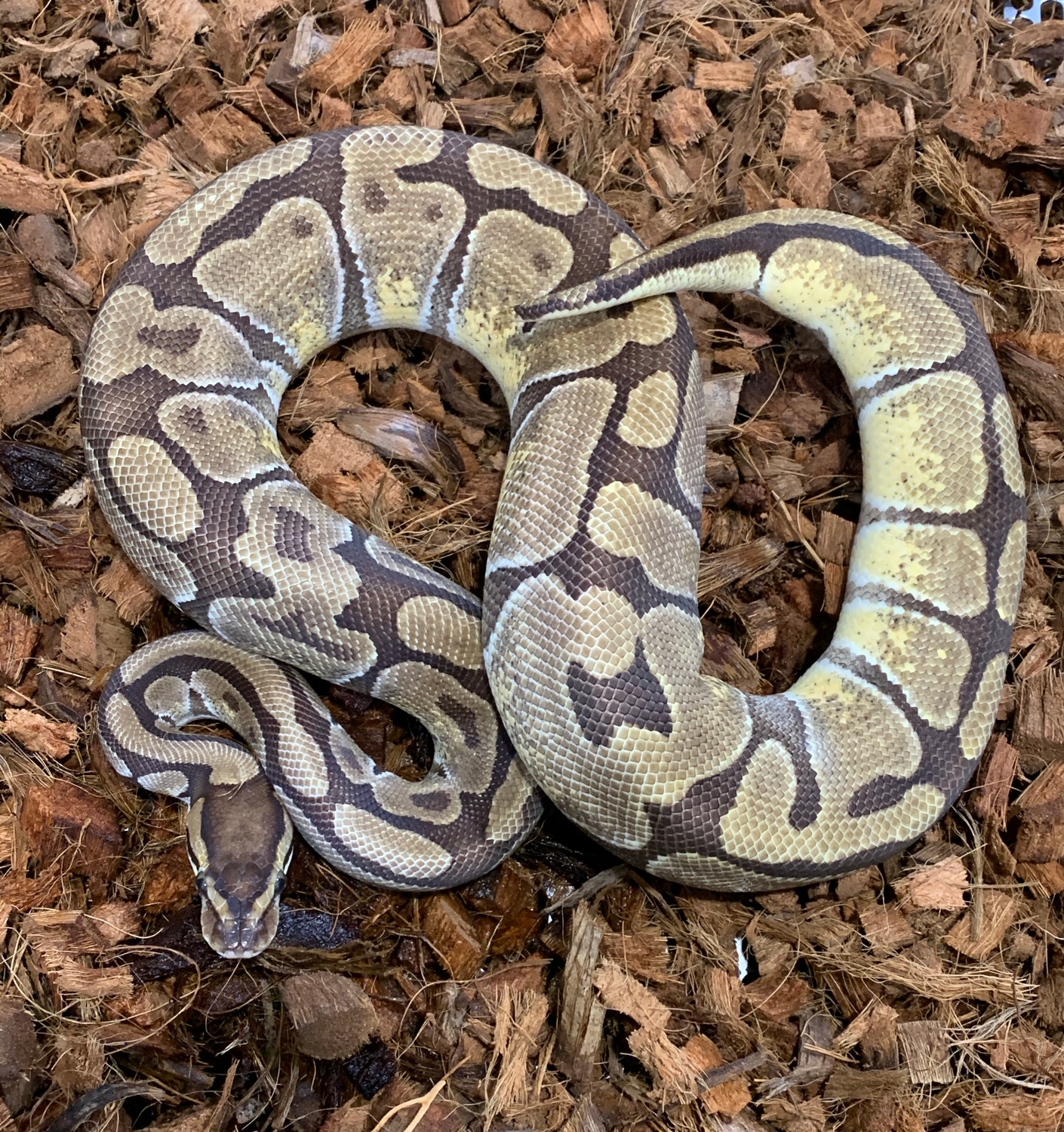 Enchi Dinker Ball Python by Freedom Breeder - MorphMarket