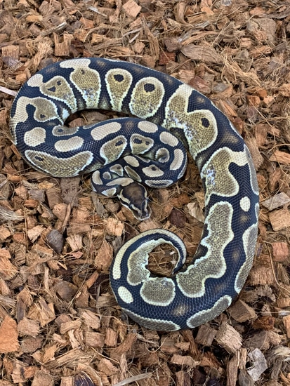 Calico 100% Het Cryptic Ball Python by Freedom Breeder