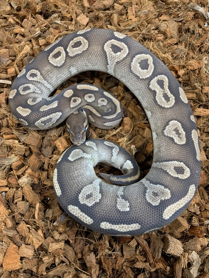 Mojave Chocolate Ball Python by Freedom Breeder