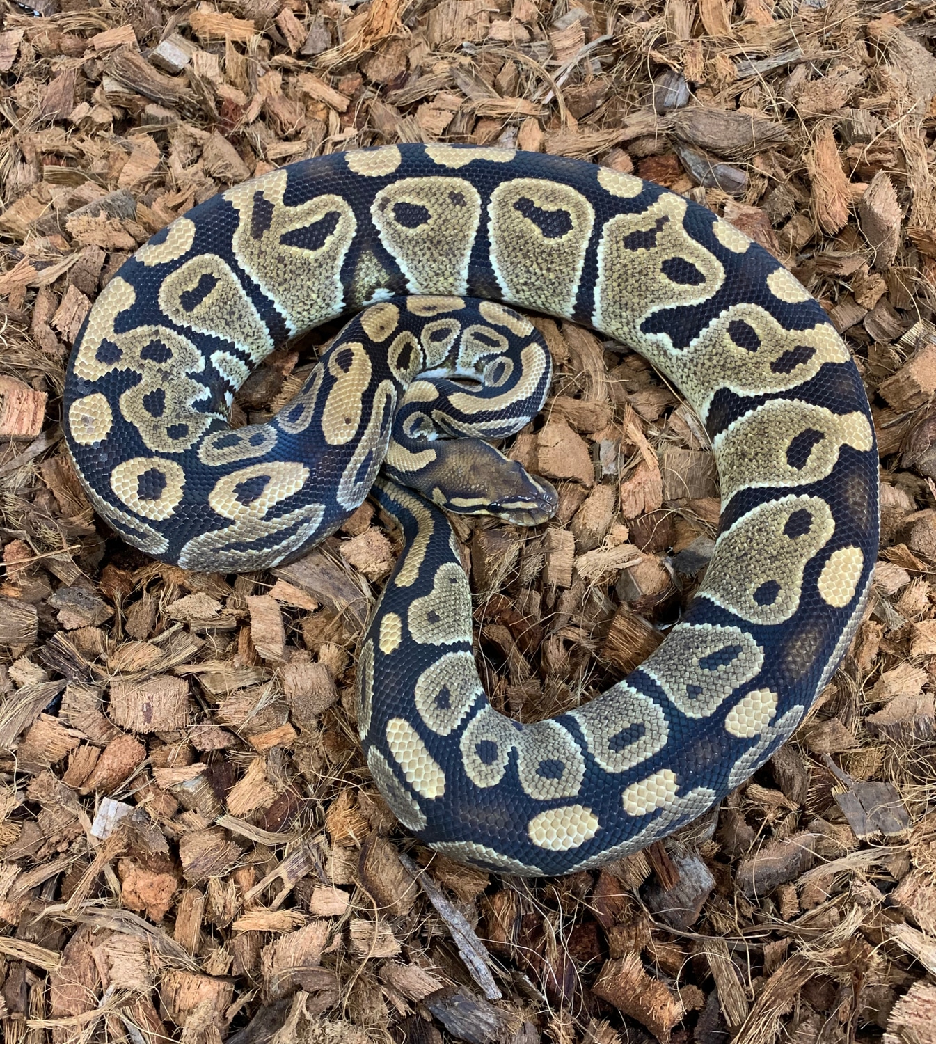 100% Het Black Axanthic Ball Python by Freedom Breeder - MorphMarket