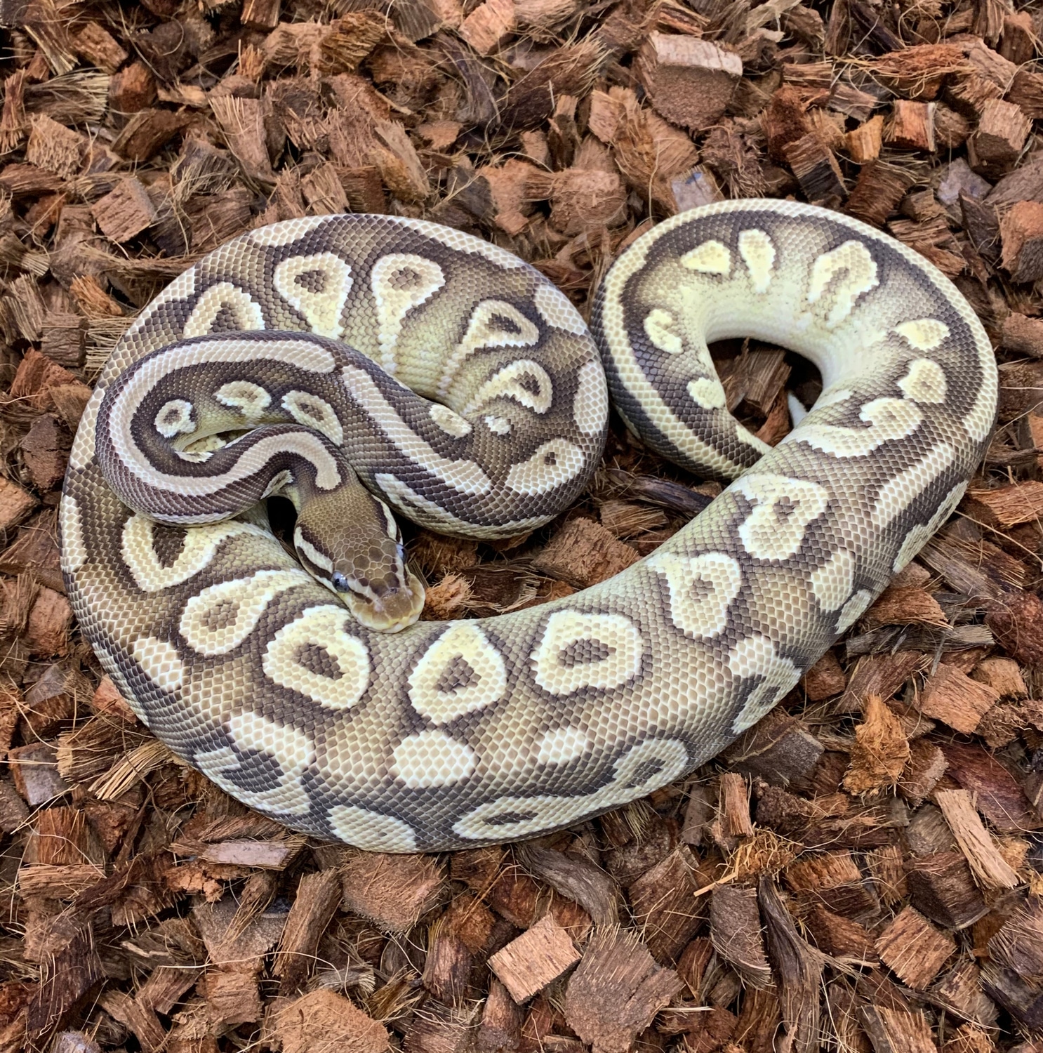 Pastel Mojave Yellowbelly/Gravel Ball Python by Freedom Breeder ...