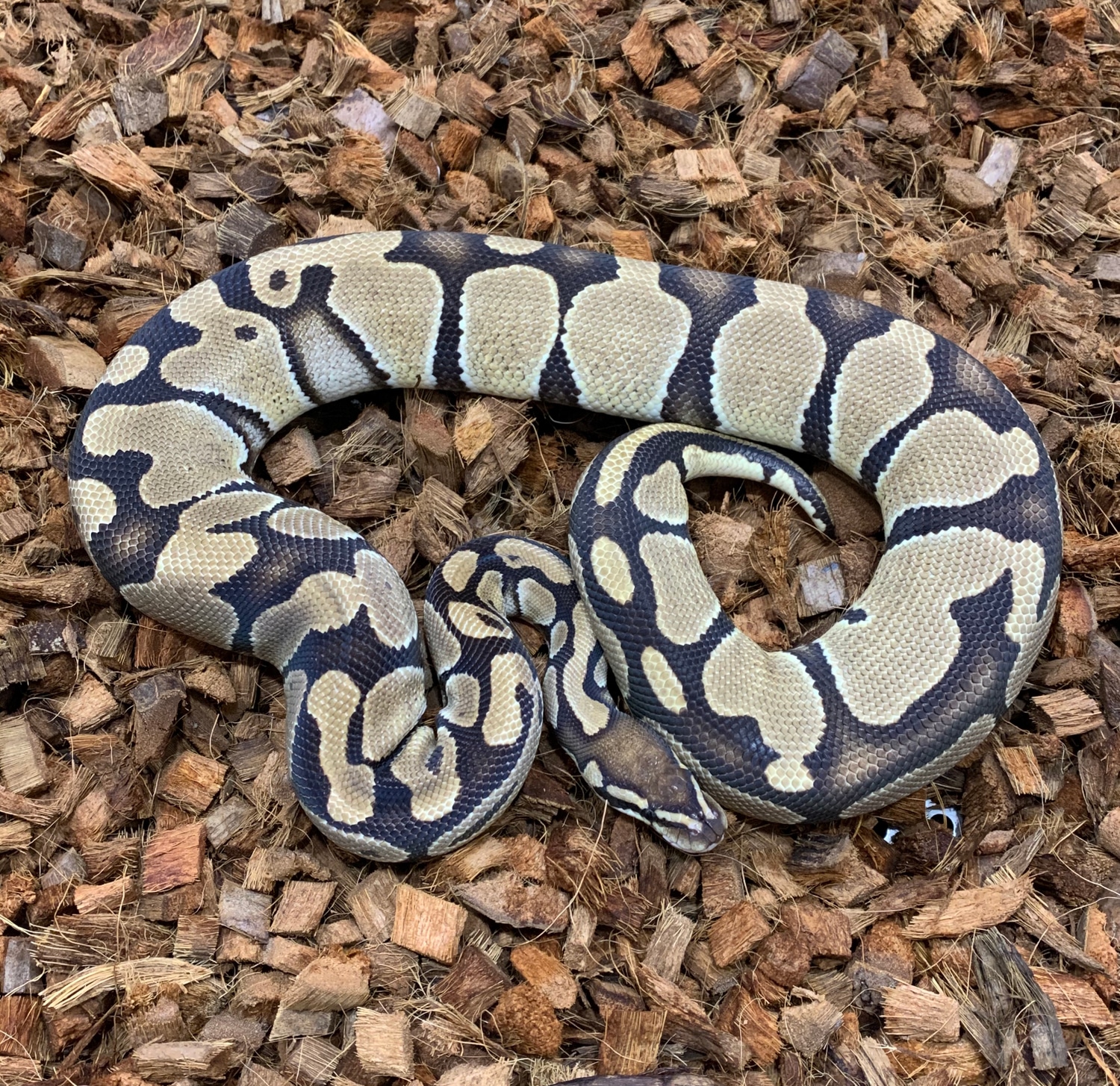 Import Ball Python by Freedom Breeder - MorphMarket