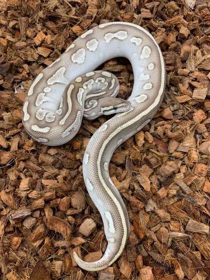 Lesser Dinker 757 Ball Python by Freedom Breeder