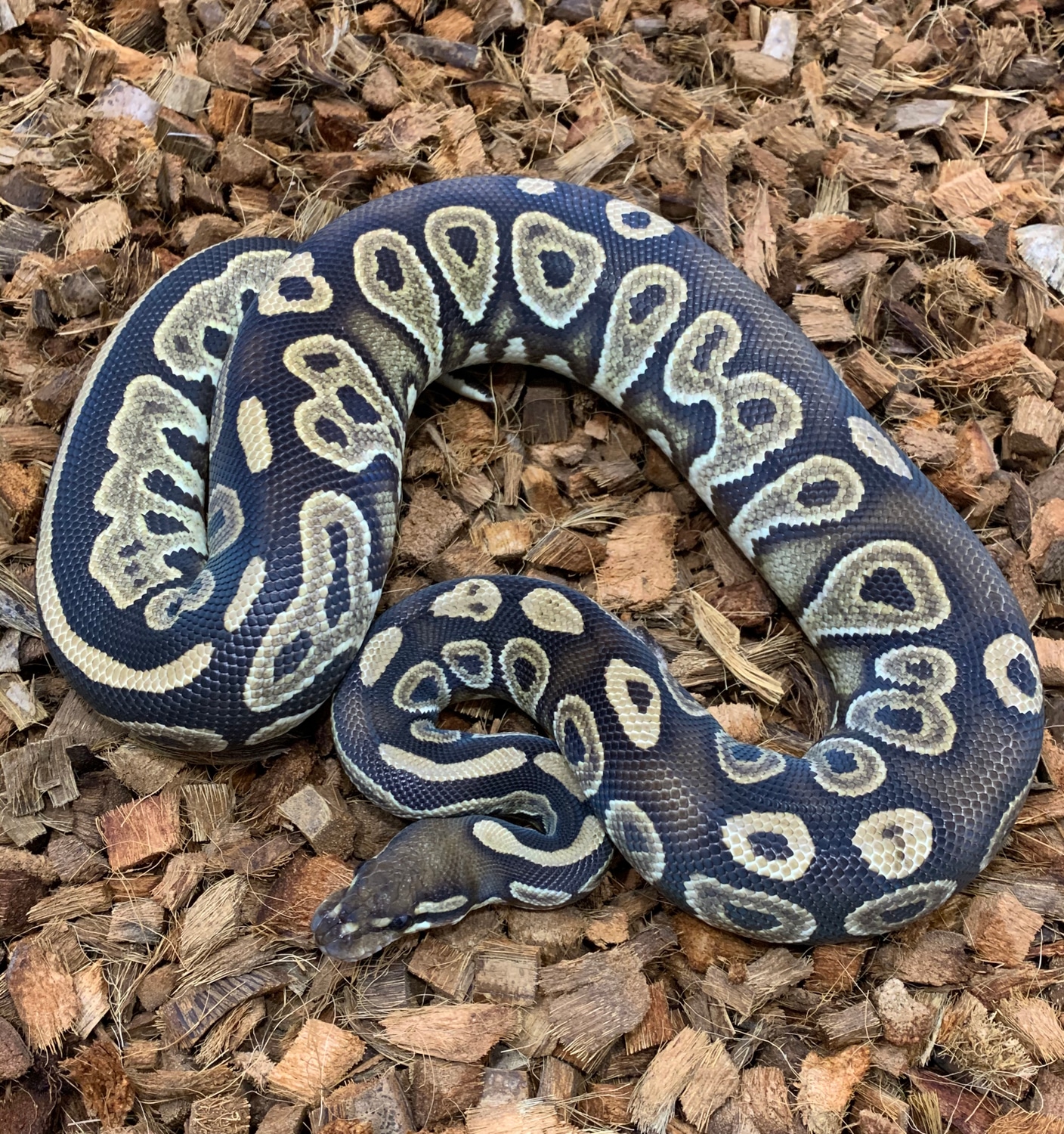 Black Pastel Chocolate Ball Python by Freedom Breeder - MorphMarket