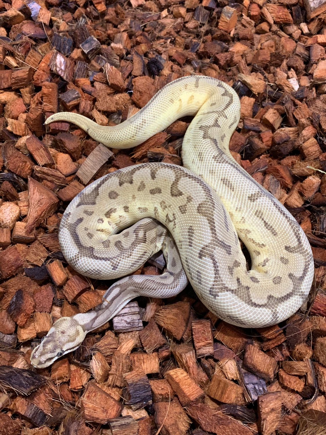 Mojave Leopard Flare/Yellowbelly Pastel Spider Ball Python by Freedom ...