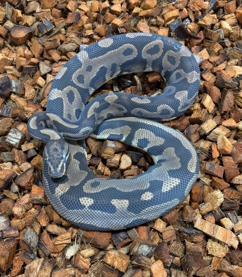 Leopard Yellowbelly/Spector Ball Python by Freedom Breeder