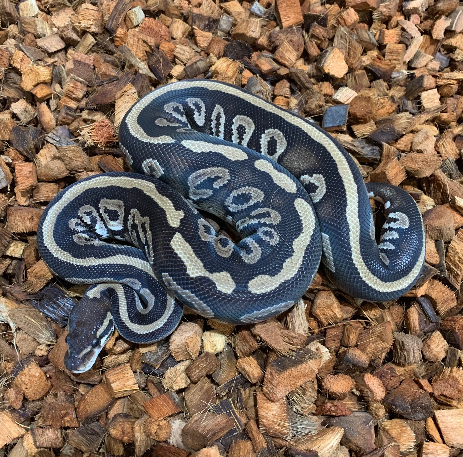Mystic Quake 100% Black Lace 100% Het Albino Ball Python by Freedom ...