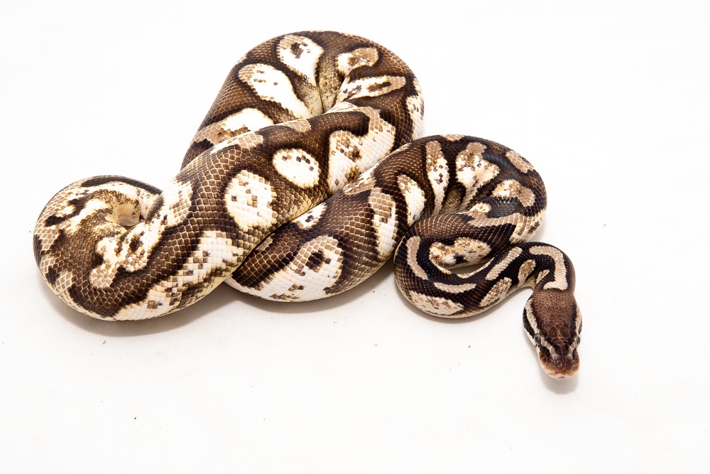 Pastel Calico McKenzie Poss. Enchi Poss. Spark Ball Python by Freedom Breeder - MorphMarket
