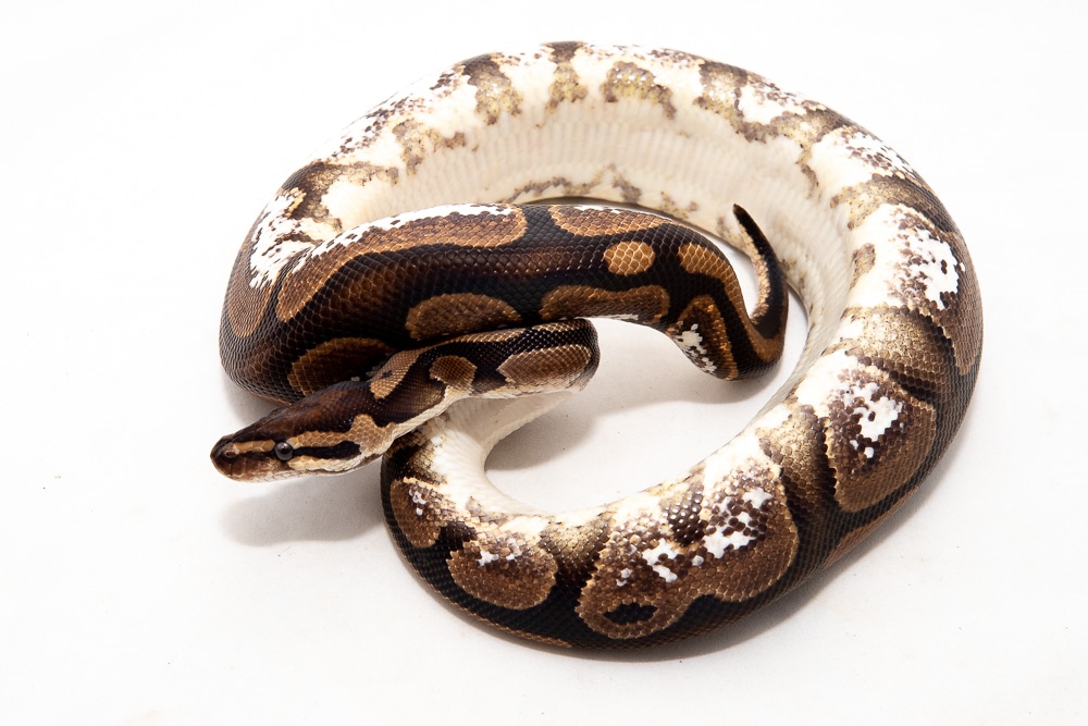 Calico Het Pied Ball Python by Freedom Breeder - MorphMarket