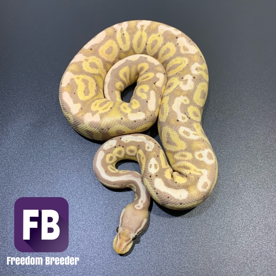 Coral Glow Pewter Poss. Bongo (Female Maker) Ball Python by Freedom Breeder
